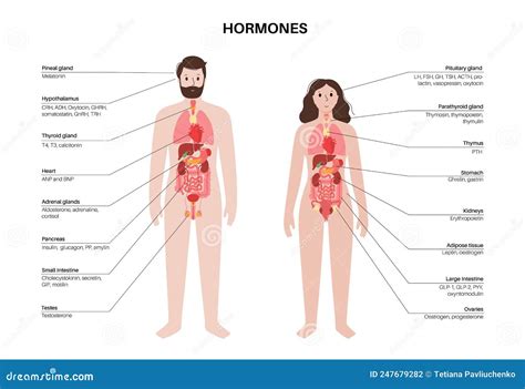 Hormones In Human Body Vector Illustration 247679282