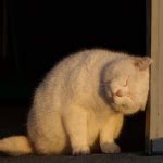 idea错误提示File was loaded in the wrong encoding UTF 解决方法 java 这蛆烫头了 GitCode 开源社区