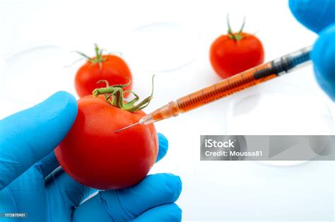 유전자 변형 식품 또는 Gmo 식품 실험실 배경에 주사기와 제약 물질을 주입 의료 개업자와 생산 및 Dna 조작 개념 아이디어의