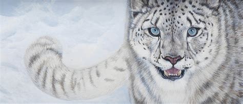 Snow Leopard Drawings Snow Leopard Print