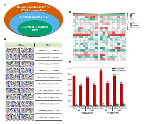 Properties Of The Succinylated Peptides In Barley Roots A Summary Download Scientific