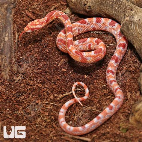 Crimson Corn Snake