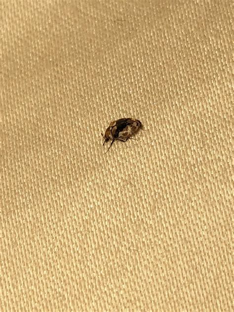 Found In Bed Very Small ~half A Grain Of Rice R Whatsthisbug