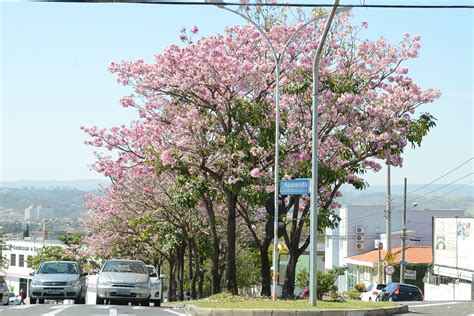 Sorocaba Tem Programação Especial Para Celebrar O Dia Da Árvore