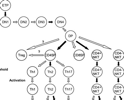 Schematic Diagram Of The Development Of T Cell Lineage Etp Stands For Download Scientific