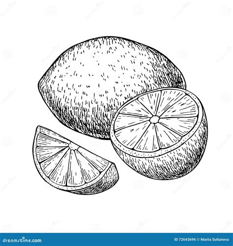 Lime Fruit Logo Round Linear Logo Of Lime Slice Vector Illustration CartoonDealer Com 202821072
