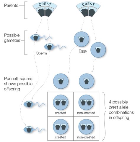 Independent Assortment And Probability