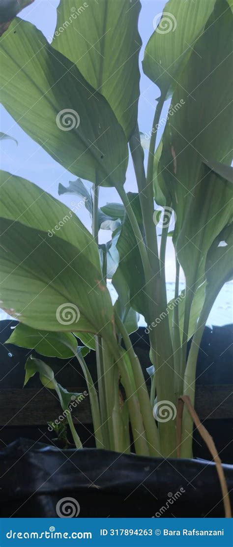 The Turmeric Plant Is One Of The Plants To Treat Allergies Stock Image