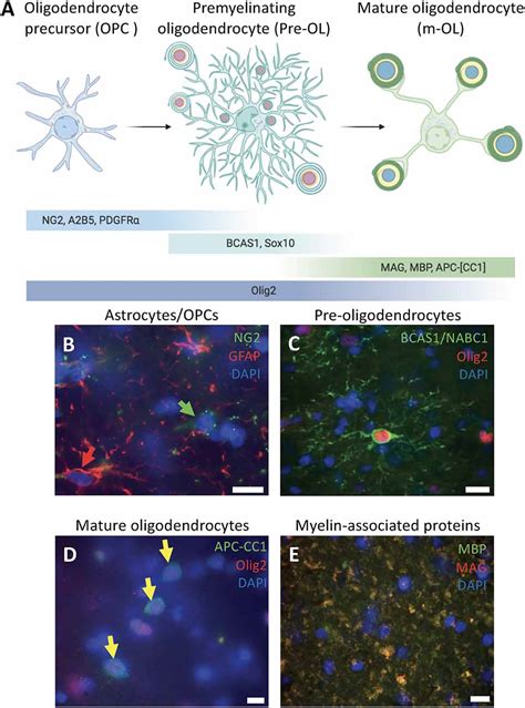 Oligodendrocytes Astrocytes
