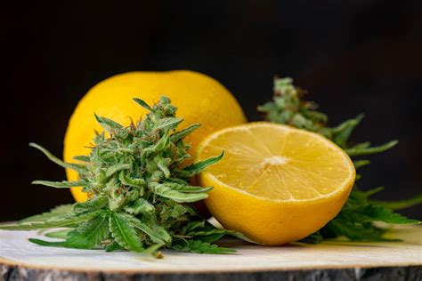 14 Major Cannabis Terpenes Cannabis Seeds Humboldt Seed Company