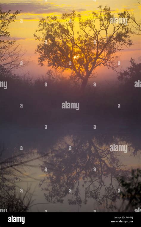 Tree At Sunset Stock Photo Alamy