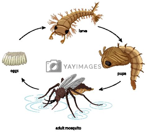Diagram Showing Mosquito Life Cycle On White Background By Iimages