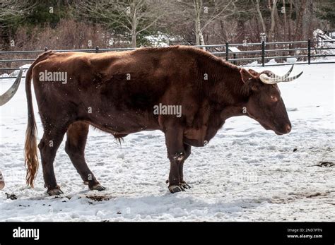 American Milking Devon Oxen Full Side View Stock Photo Alamy