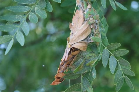 Mimosa Webworm Extension Entomology