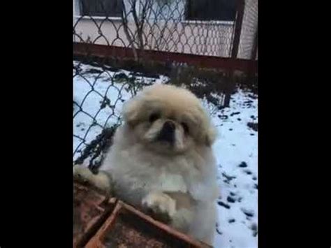 Милый пёсик - YouTube