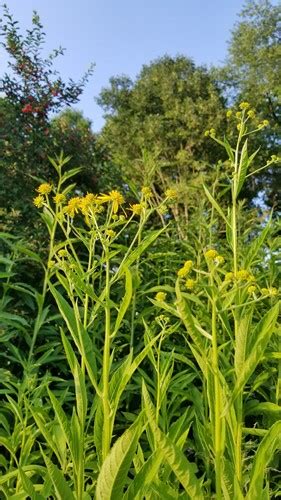 Wingstem Crownbeard Highlights Flora Of Pennsylvania