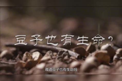 小小的墨西哥跳豆为什么自己会跳切开后才发现内部秘密 秘密