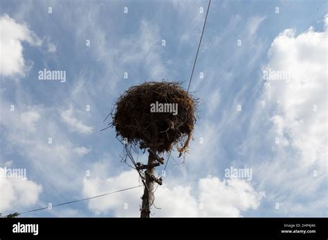 Empty Stork Nest Stock Photo Alamy