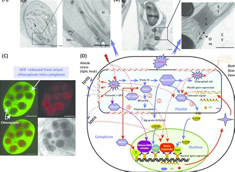 Chloroplast Genome Engineering Facilitates Study Of Retrograde