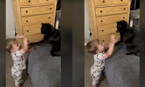 Gatito Arrasa Reproducciones En Tiktok Por Su Tierno Juego Con Un Bebé