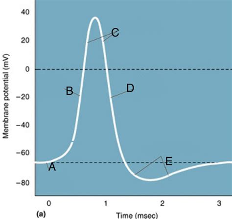 Neural Communication And Synaptic Transmission Flashcards Quizlet