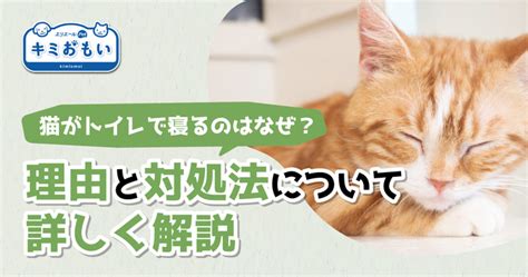 【メディア掲載】猫がトイレで寝るのはなぜ？理由と対処法について詳しく解説 エリエール・キミおもい ガイア動物病院