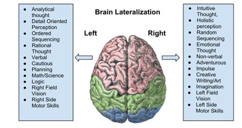 Difference Between Left And Right Brain Pediaa
