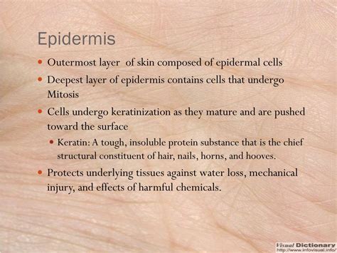 Overview Of Exudative Epidermitis Integumentary System