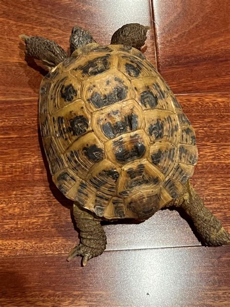 How Is Her Shell R Tortoise