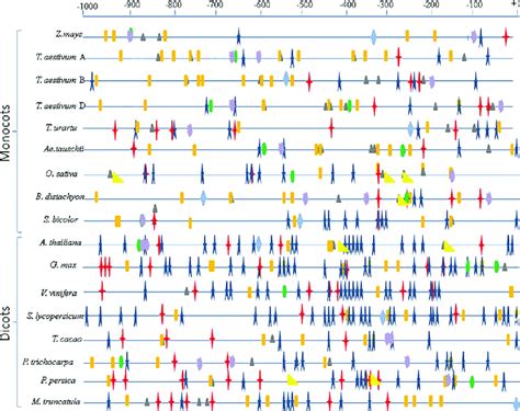 Regulatory Elements Identified In 1 Kb Upstream Region Of The