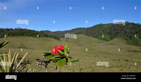 Tree Rhododendron Rhododendron Arboreum Horton Plains Sri Lanka