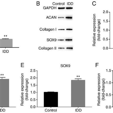 Expression Of Mir 25 3p And Idd Markers In Rat Np Cells A Rt Qpcr