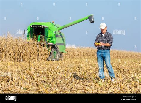 Farmer Inspecting Corn Maize Cobs During Harvesting Season At Field