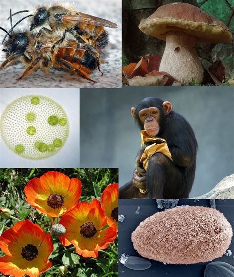 Eukaryotes And Some Examples Of Their Diversity Future Timeline