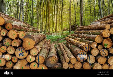 Wood Pile Tree Trunk Forestry Wood Piles Trunks Forestries Stock