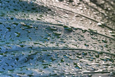Dew Drops Droplets Free Photo On Pixabay