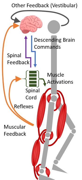 Neuromechanical Simulation Of Human Locomotion SimGait HBP BioRob