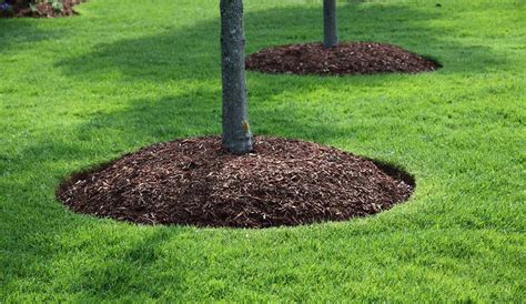 How To Grow Grass Under Trees