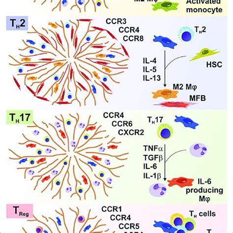 Natural T Reg Cells Nt Reg Maturate In The Thymus Their