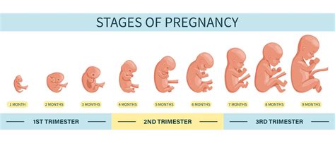 Embryo In The Womb Set Development And Growth Of The Fetus At