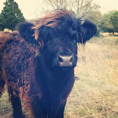 Moving On From Grassfed Beef Little Seed Farm
