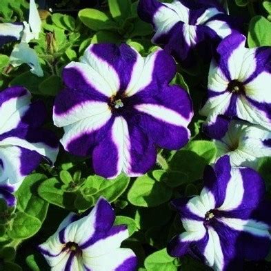 серия Tritunia