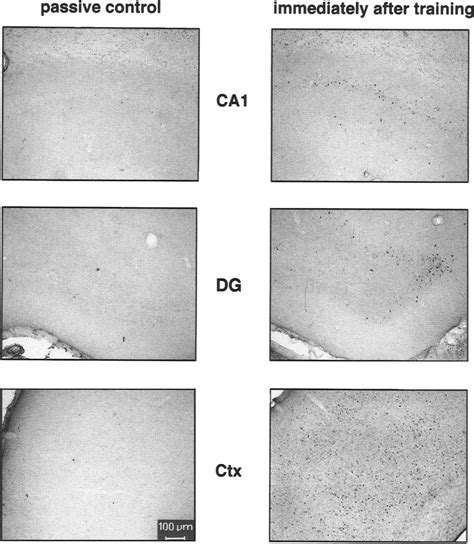 Training Induced Expression Of C Fos IR In Rat Brain Rats N 4 Per Download Scientific