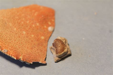 Crustacean Fragment Fossil Id The Fossil Forum