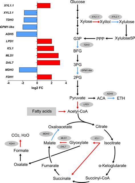 Ethanol Exposure Alters The Expression Of Genes Encoding Enzymes