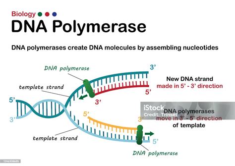 แผนภาพชีววิทยาแสดงกระบวนการของ Dna Polymerase ในขั้นตอนการสังเคราะห์การ