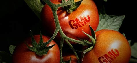 GMO wady i zalety zagrożenia dla rolnictwa ekologicznego w Polsce