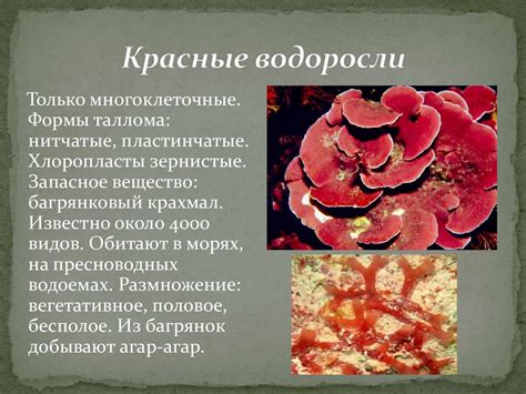 Красные водоросли - презентация онлайн