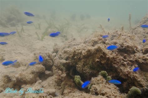 ルリスズメダイの子 漁の気ままな日記