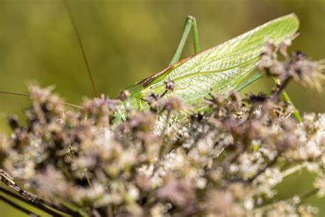Insect Grasshopper Entomology Free Photo On Pixabay Pixabay